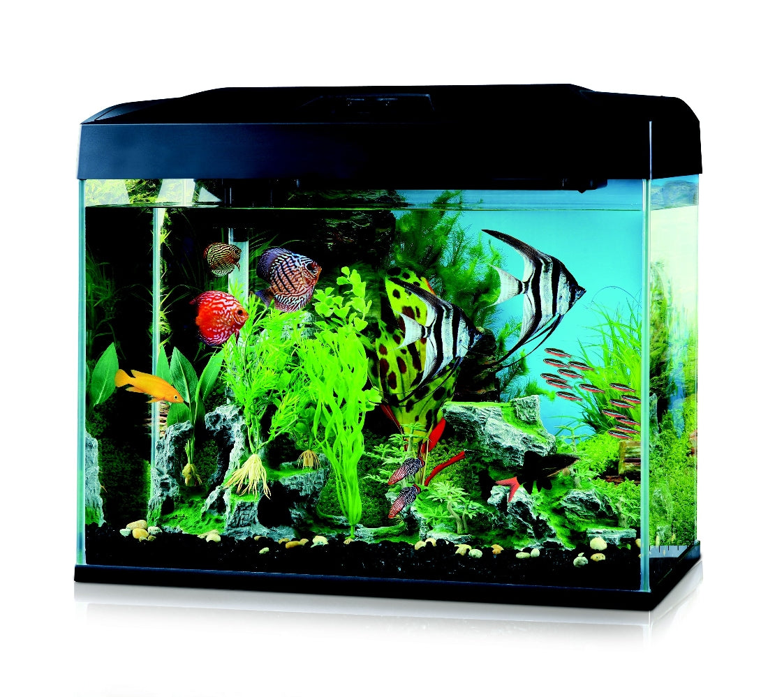 BLUE PLANET AQUARIUM CLASSIC 70 – Head to Tail Pets